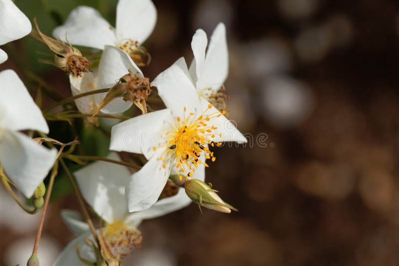 Moschata Color De Rosa De Rosa Del Almizcle Foto de archivo - Imagen de ...