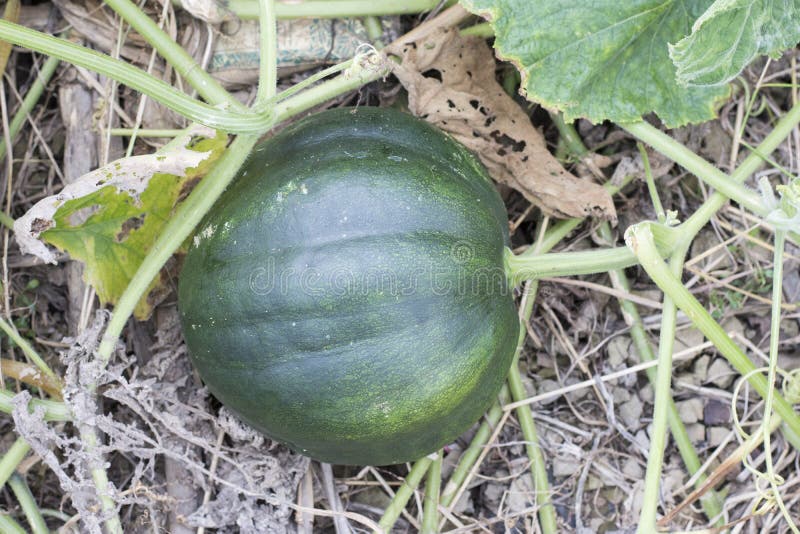 Moschata Do Cucurbita Da Planta Foto de Stock - Imagem de planta ...