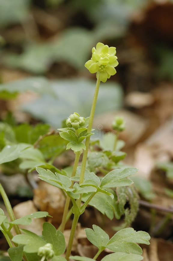 Moschatel stock image. Image of small, adoxaceae, flower - 185652939