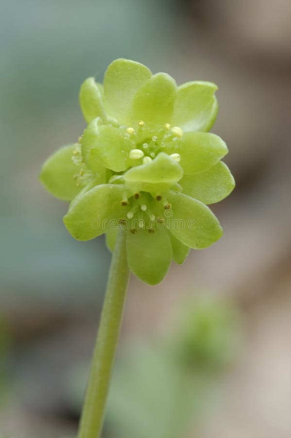Moschatel stock image. Image of small, adoxaceae, flower - 185652939