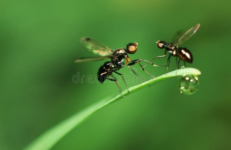 Mosche immagine stock. Immagine di piccolo, mosche, goccia - 3803801
