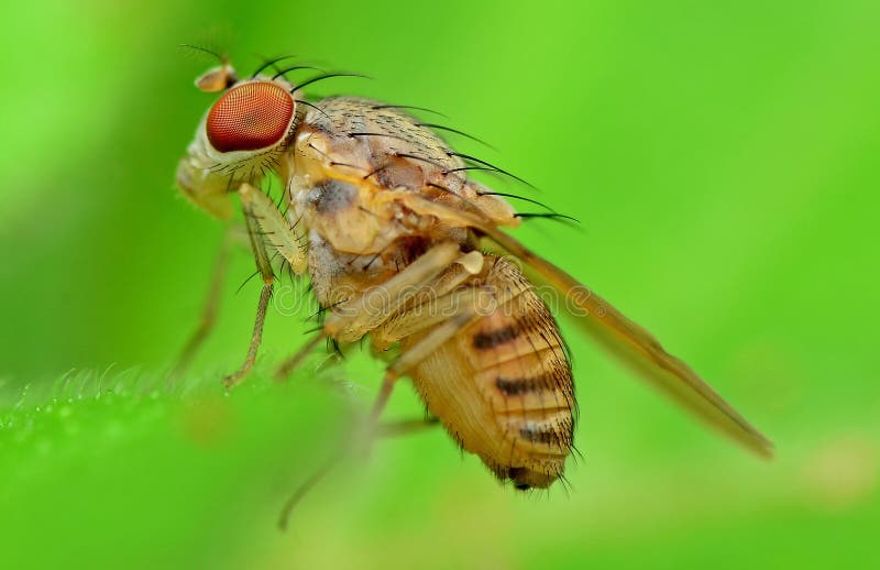 Mosche fotografia stock. Immagine di seduta, alimento - 86095532