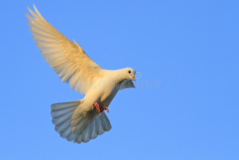 Colomba Bianca Che Vola Su Sfondo Nero Immagine Stock - Immagine di ...
