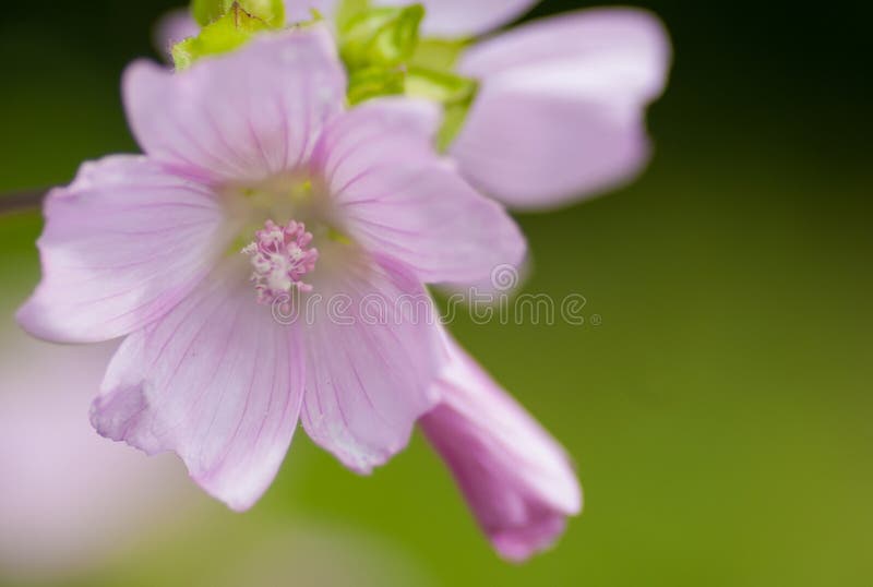 Moschus-Malve stockbild. Bild von moschus, malve, mauve - 42958359