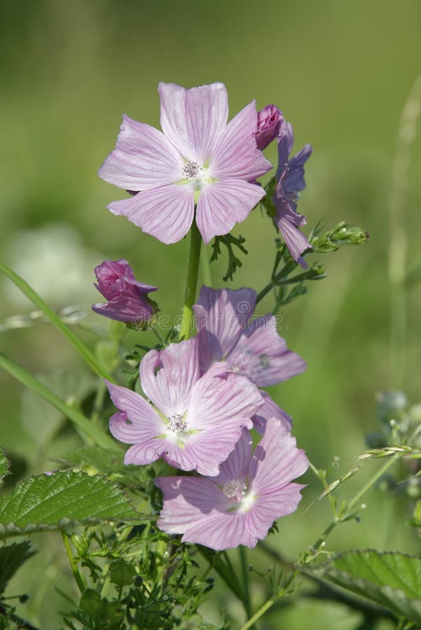 Moschus-Malve stockbild. Bild von blumenblätter, wildblumen - 188675907