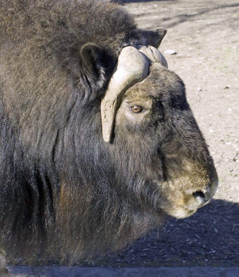 Moschus-Ochse stockbild. Bild von arktisch, muskox, ökologie - 39296279