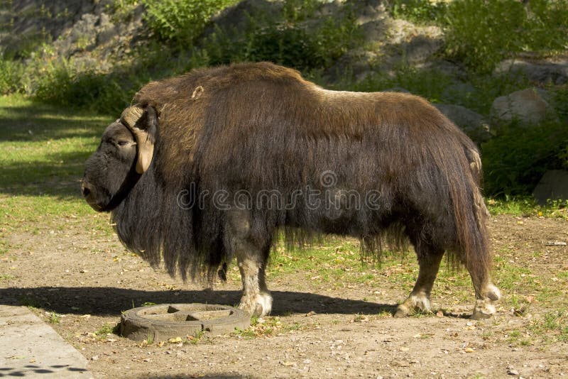 Moschusrind stockbild. Bild von tier, geringelt, moschus - 19781867