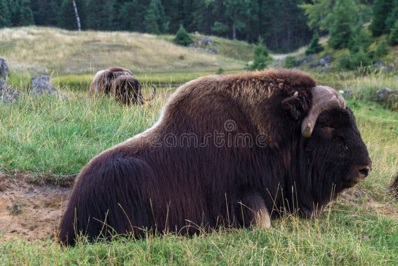 Moschus-Ochse In Einem Wald Von Kanada Stockbild - Bild von heiliger ...