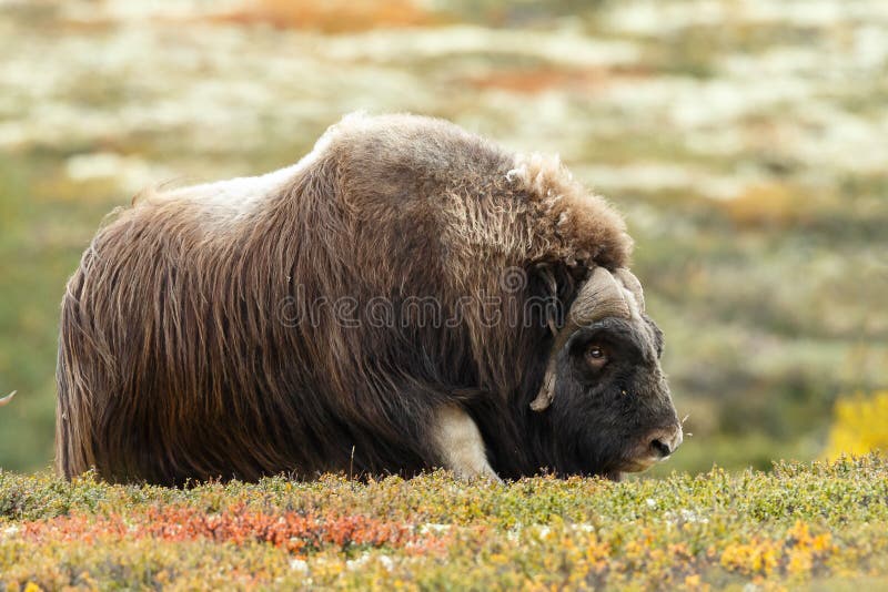 Moschus-Ochse in Einer Fall Farbigen Einstellung Bei Dovrefjell ...