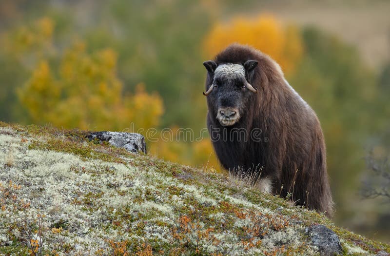 Moschus-Ochse in Einer Fall Farbigen Einstellung Bei Dovrefjell ...