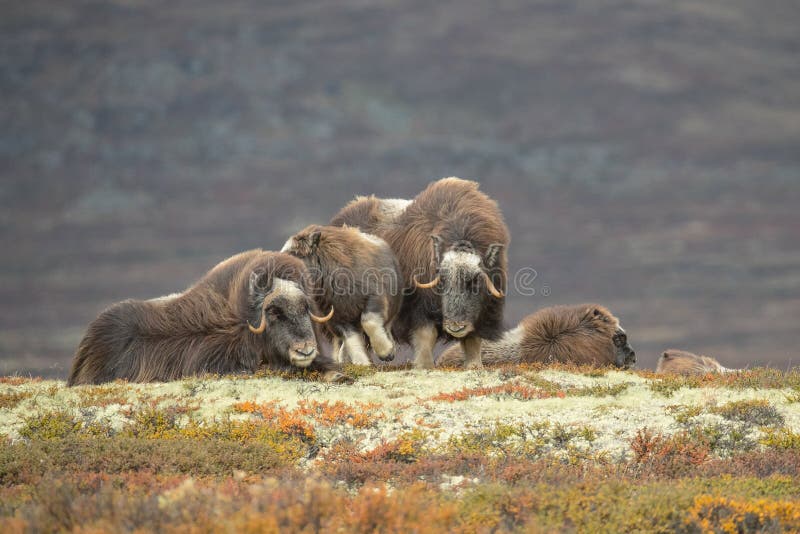 Gruppe Des Wilden Moschus-Ochsen Stockbild - Bild von säugetier, gras ...