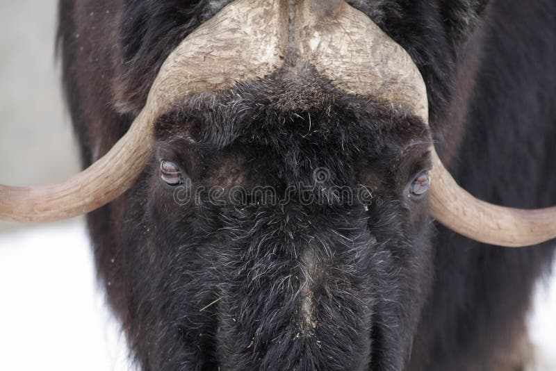 Moschus-Rind stockbild. Bild von seebrücke, tier, wildnis - 9205999