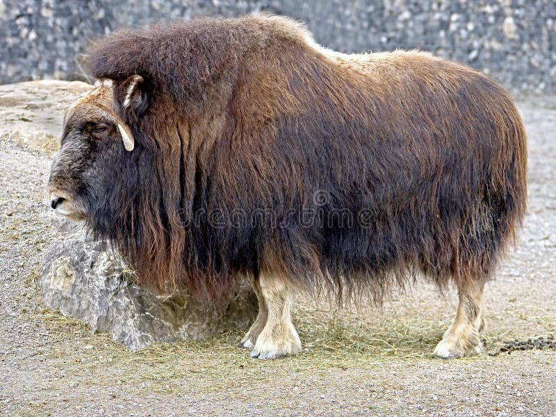 Moschus-Rind 3 stockbild. Bild von porträt, umgebung, nord - 8754391