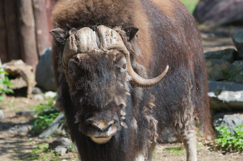 251 Moschusochse Fotos - Kostenlose und Royalty-Free Stock-Fotos von ...