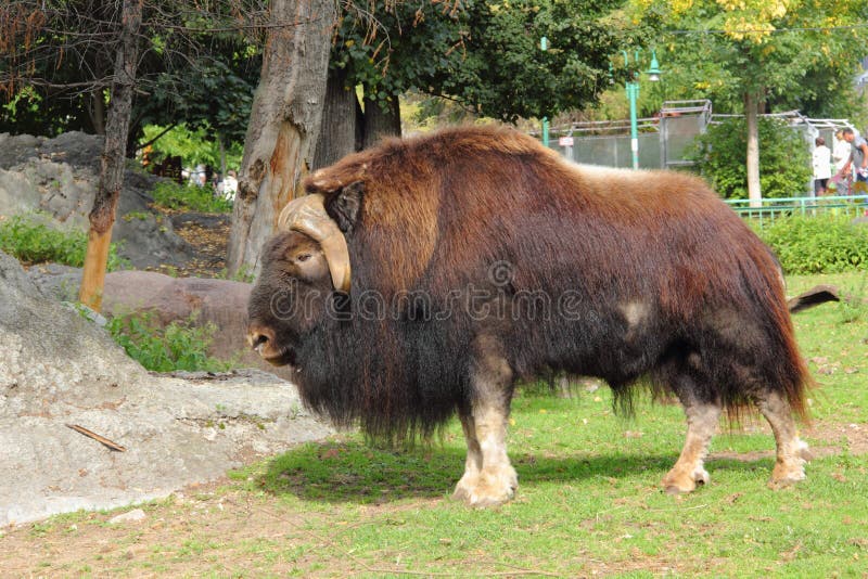 Moschus-Rind stockbild. Bild von seebrücke, tier, wildnis - 9205999