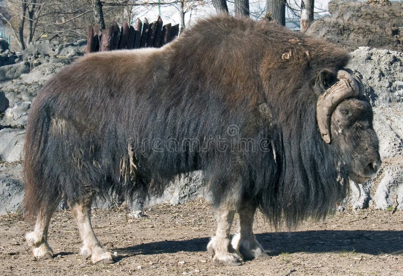 Moschusochse stockbild. Bild von geringelt, säugetier - 16016197