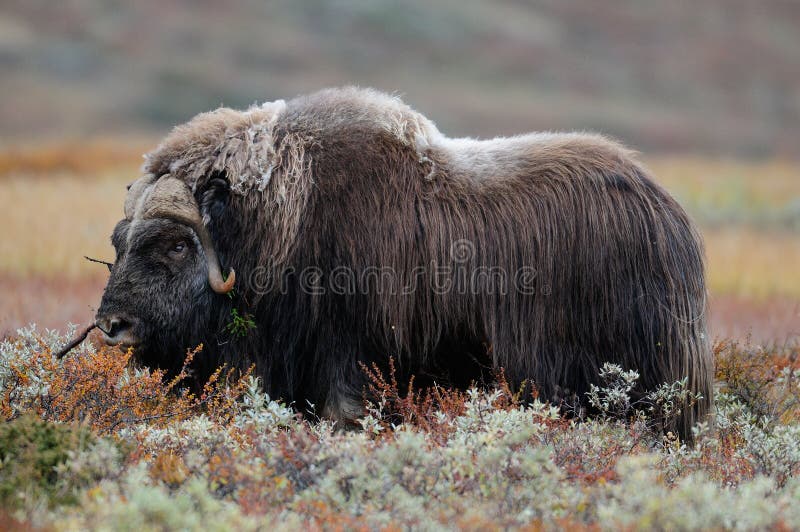 251 Moschusochse Fotos - Kostenlose und Royalty-Free Stock-Fotos von ...