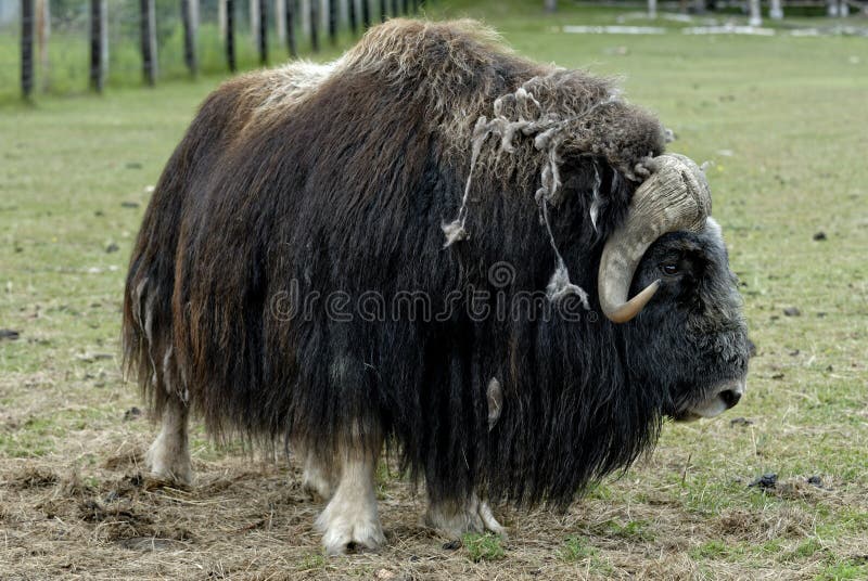 Moschus-Ochse, Der in Schnee Während Des Kalten Winters Geht Stockfoto ...
