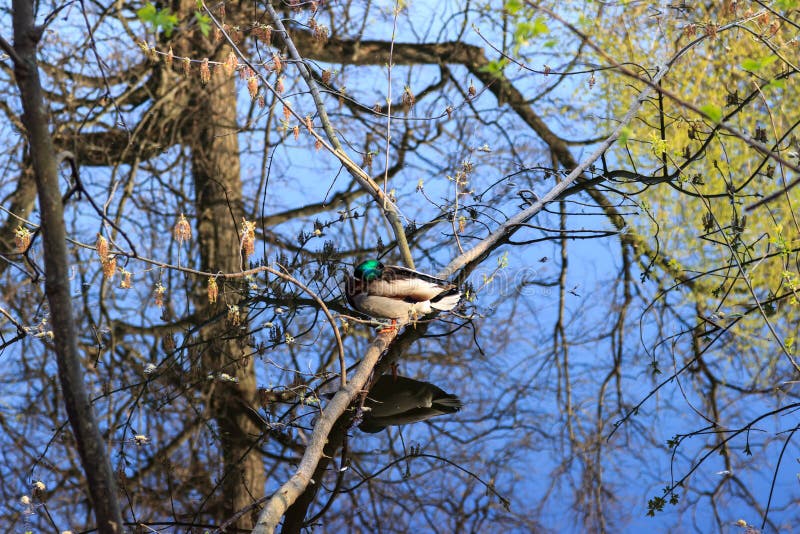 Moscow parks,duck stock image. Image of water, waterfowl - 40169977