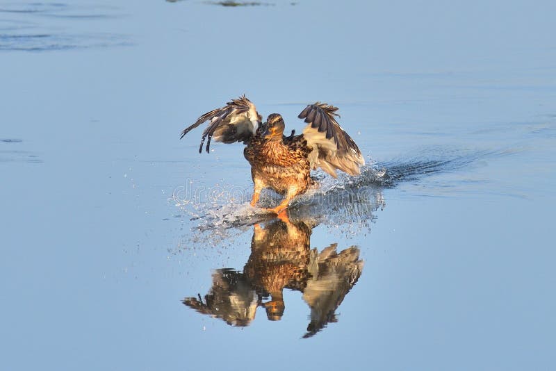 Moscow Region Flight of the Duck Stock Photo - Image of ducks, beak ...