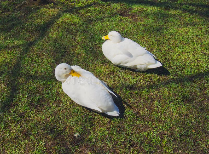 Moscow region, geese stock image. Image of goose, bird - 84341881