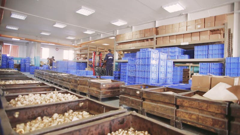 MOSCOW RUSSIA - Jule 17: Forklift is Moving Cargo in Logistic Warehouse ...