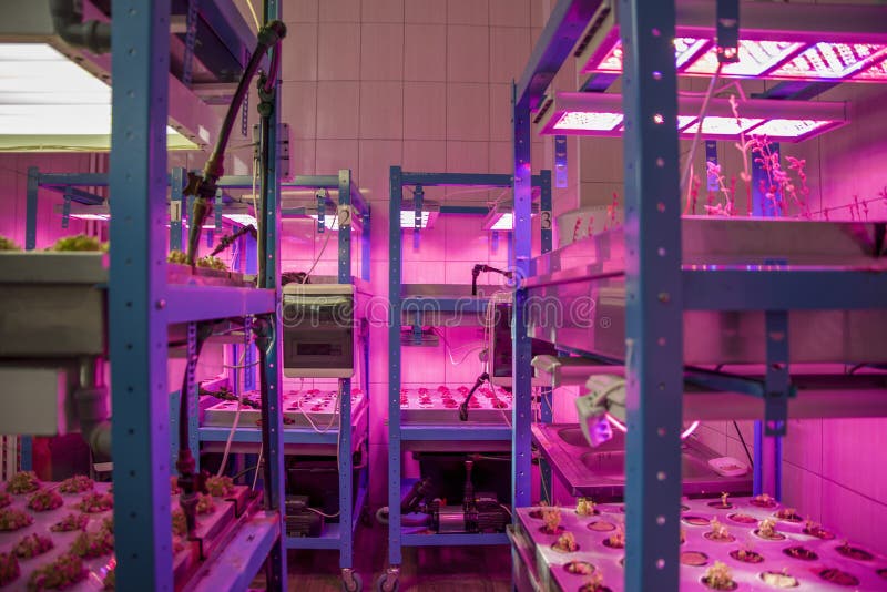 Moscow, Russia May 13, 2020: Plants in a Vertical Growing System with ...