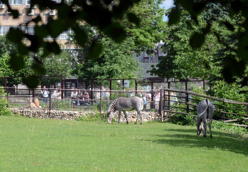 Zebras at the Moscow Zoo. editorial stock photo. Image of muzzle ...