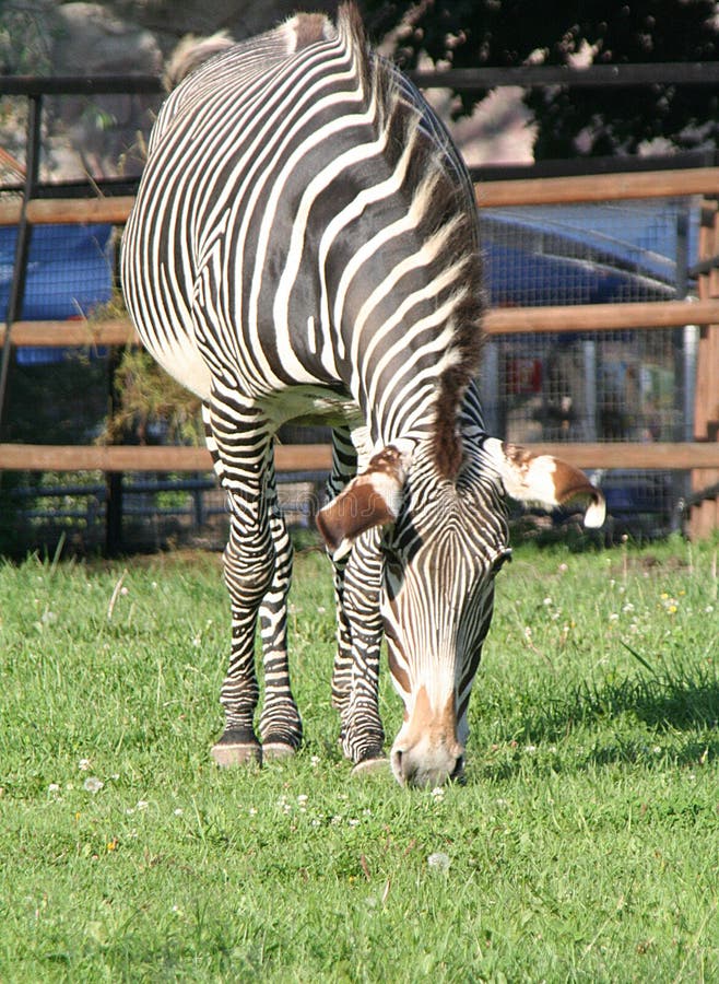 Moscow Zoo 17 stock photo. Image of horse, hoof, wildlife - 1305386