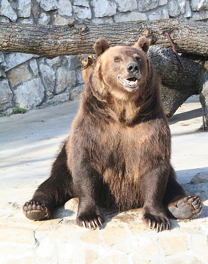 Moscow Zoo 19 stock image. Image of moscow, wildlife, nature - 1306441