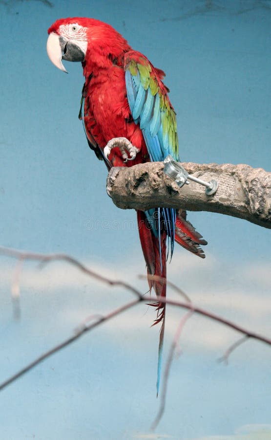 Moscow Zoo 81 stock image. Image of animal, parrot, flight - 1384585