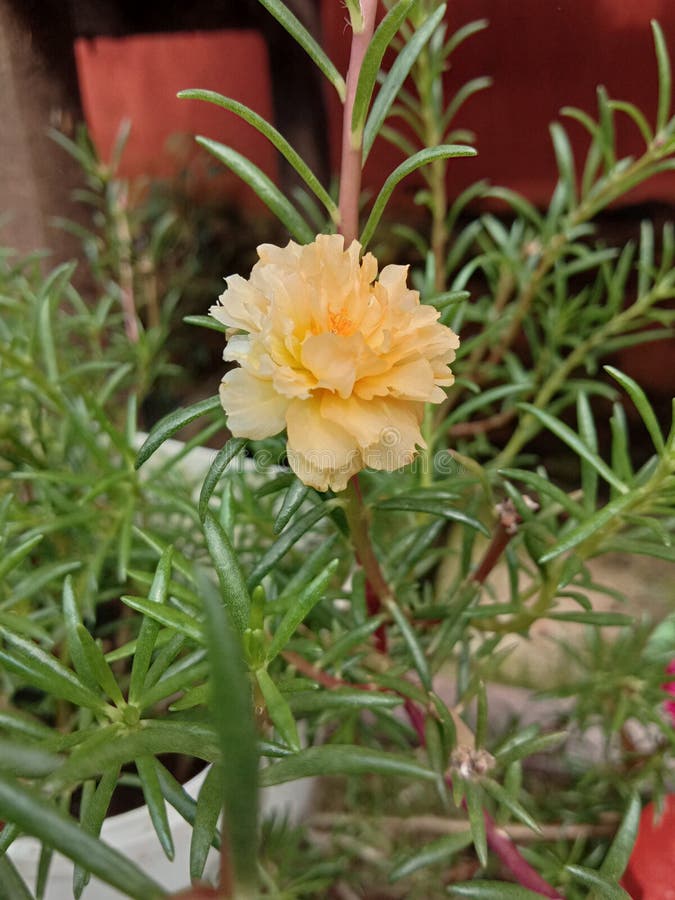 Mose Rose Es Una Hermosa Flor Imagen de archivo - Imagen de mocosa ...