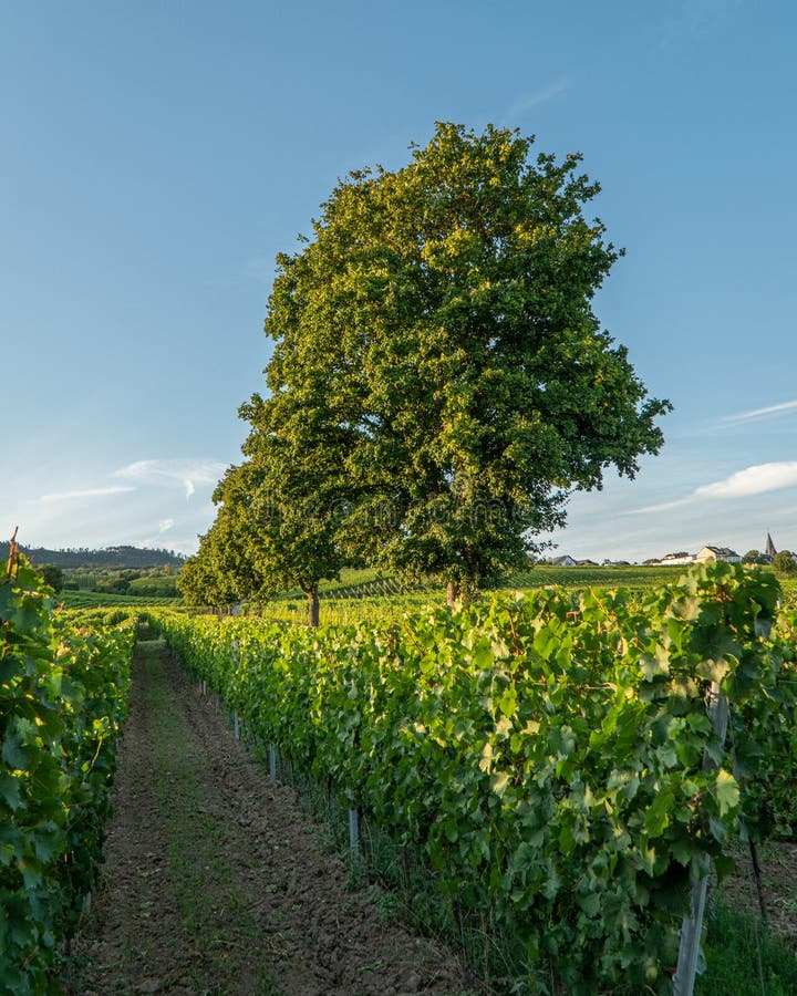 Mosel river stock image. Image of grass, water, river - 156653041