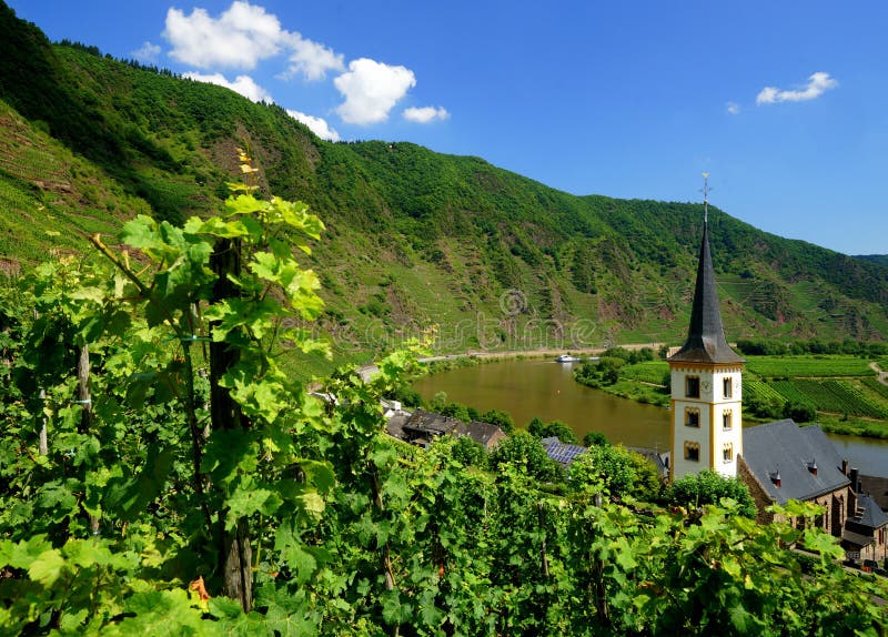 Mosel River stock photo. Image of grapes, water, flowers - 43069688