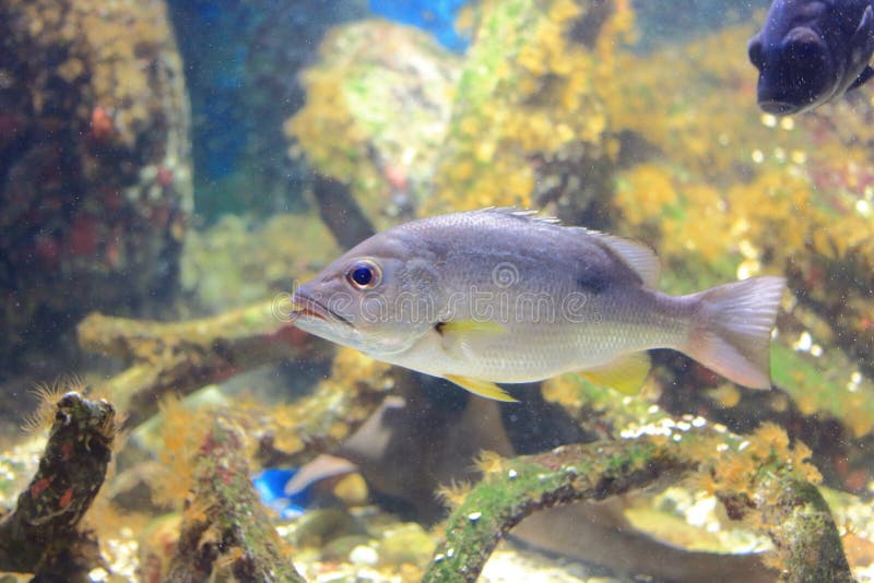 Moses perch stock image. Image of estuaries, tidal, structure - 58480079