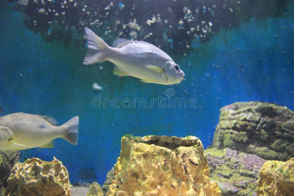 Moses perch stock image. Image of aquarium, local, perch - 56216117
