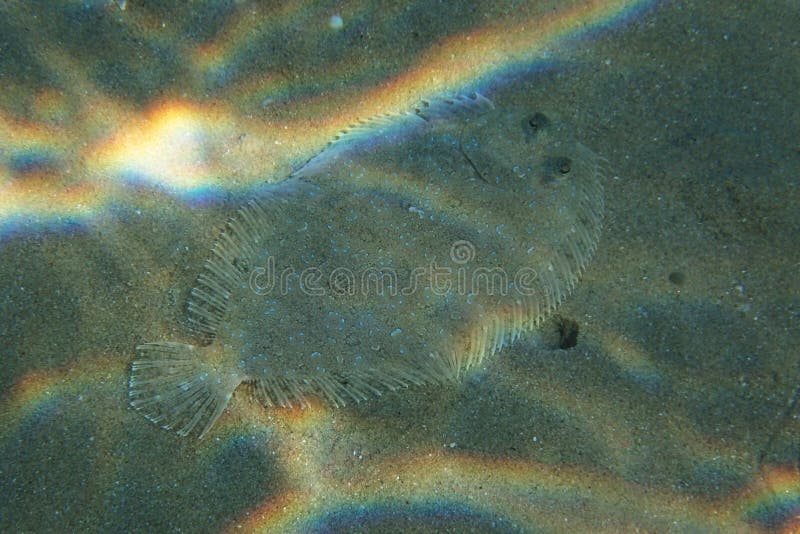 Moses Sole Fish Pardachirus Marmoratus Fish Stock Image - Image of ...