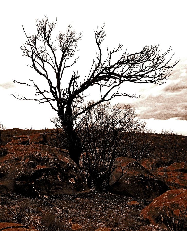 Moses Tree stockbild. Bild von gebrannt, fotographie - 49534559