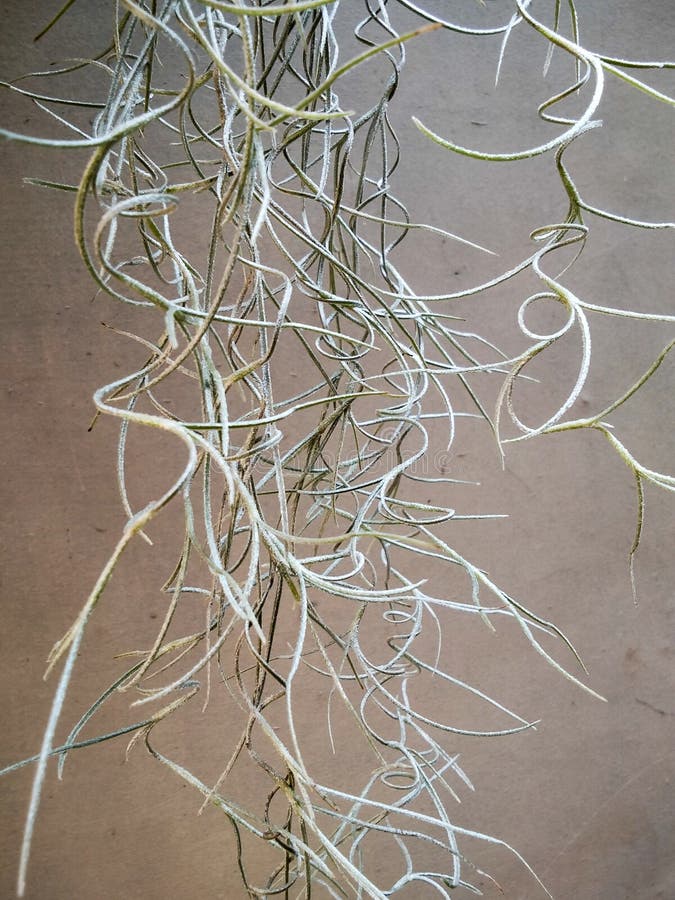 Moses White Beard, One of the Beautiful and Exotic Plants Stock Image ...