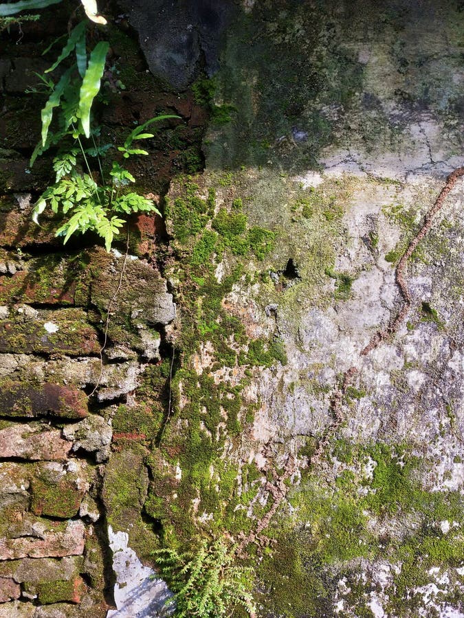 Mosh Top on Wall with Leafs Stock Image - Image of mosh, wall: 384187015