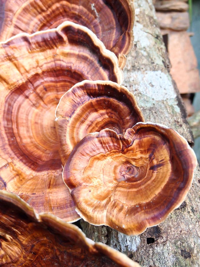 Moshroom: Microporus-xanthopus Stockbild - Bild von pilz, outdoor: 36381005