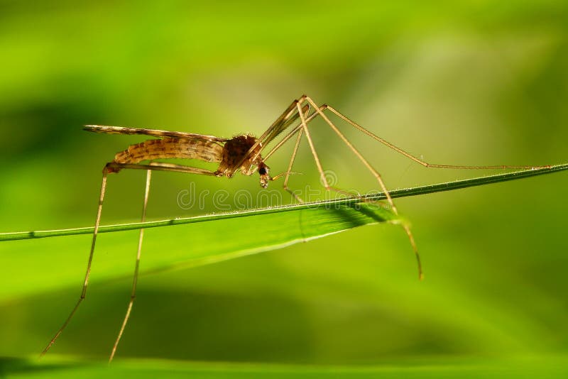 Moskitos unter den Blumen stockbild. Bild von vegetation - 191011573
