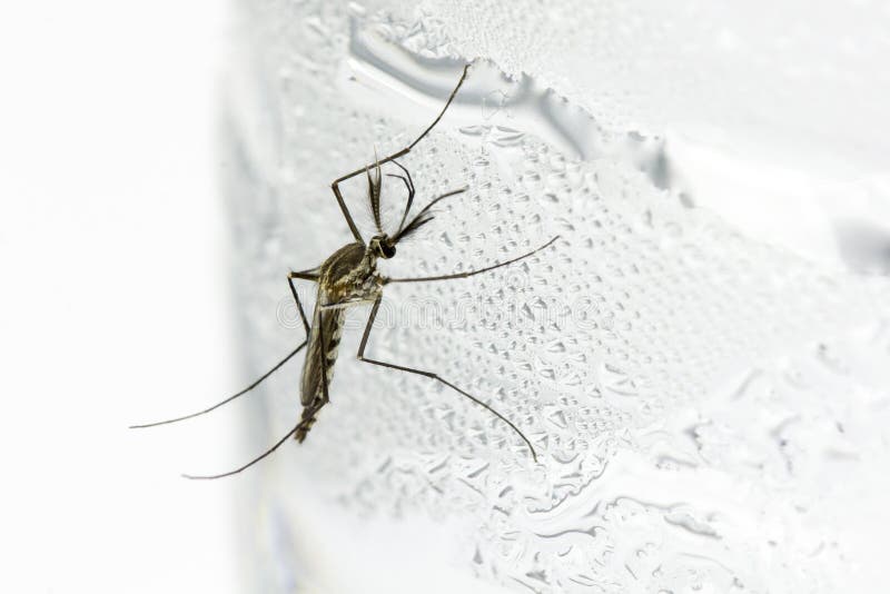 Moskito Stockfotos und Bilder - Laden Sie 13,594 lizenzfreie Fotos herunter