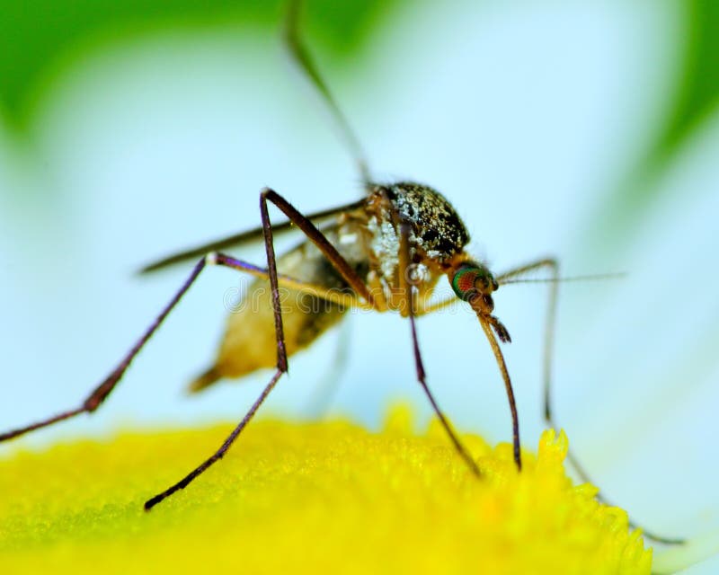 Makro des Moskitos stockfoto. Bild von führen, makro - 19089340