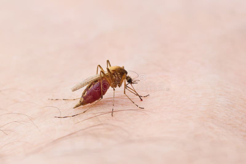 Moskito stockfoto. Bild von tropisch, landwirtschaft - 26240842