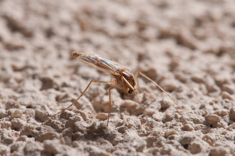 Moskito stockbild. Bild von einstellen, hintergrund, vernichter - 37228521