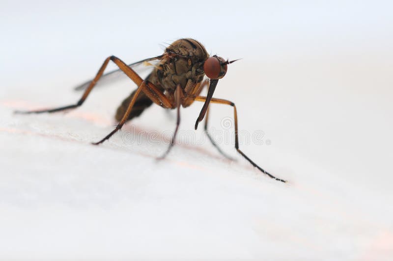 Moskito stockfoto. Bild von siehe, blut, makro, fliege - 43247888