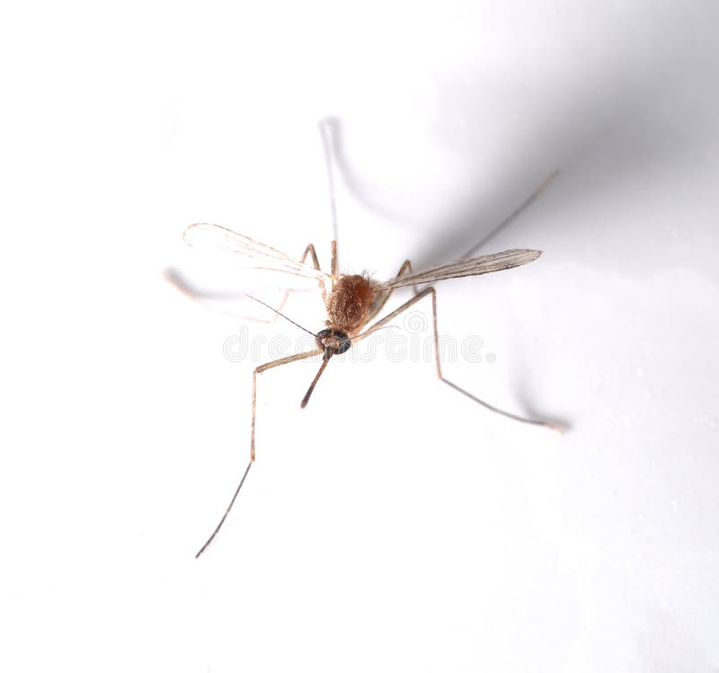 Moskito stockfoto. Bild von fliege, fahrwerkbein, gefahr - 7828548
