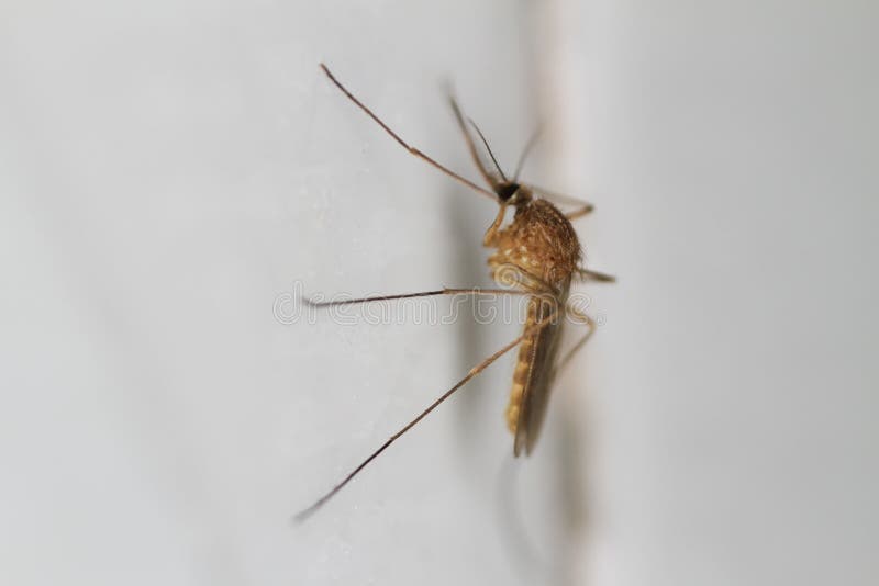 Moskitos Stockfotos und Bilder - Laden Sie 4,439 lizenzfreie Fotos herunter