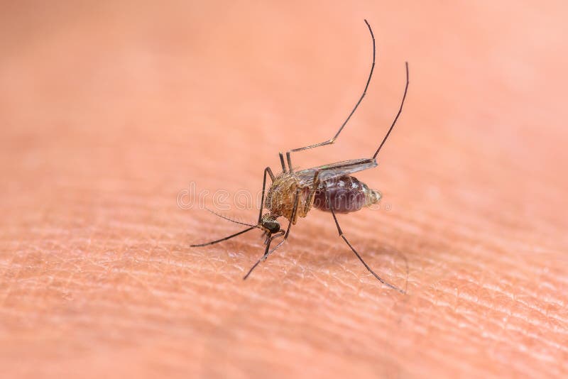 Moskitos stockbild. Bild von wild, hintergrund, insekt - 165362253